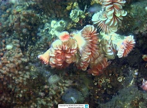Desmophyllum Dianthus Cockscomb Coral Cockscomb Cup Coral Gigant Cup