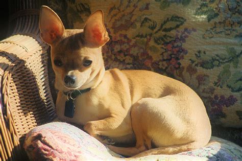 Pascal Part Quarter Object Detection Dataset And Pre Trained Model By