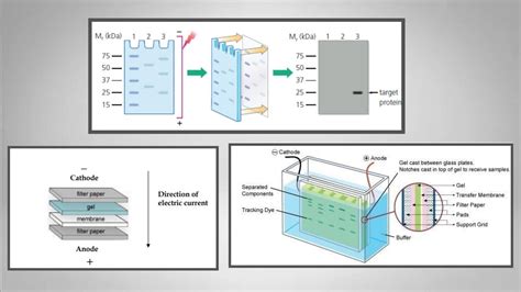 Dot Blot Protocol Principle Definition Biology Notes Online