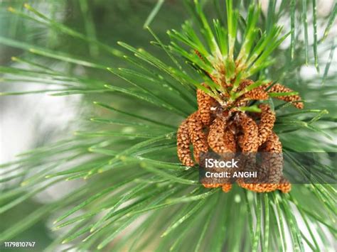 Pinus Tunas Makro Kerucut Pinus Baru Tumbuh Di Cabang Foto Stok Unduh