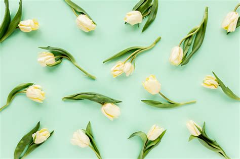 녹색 배경에 노란색 튤립으로 만든 꽃 무늬 플랫 레이 상단 보기 발렌타인 의 배경 꽃 무늬 꽃의 패턴 0명에 대한 스톡 사진 및