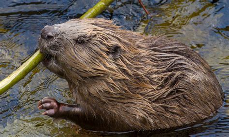 El Castor El Pequeño Y Entrañable Animal Que Arrasa Bosques En Chile