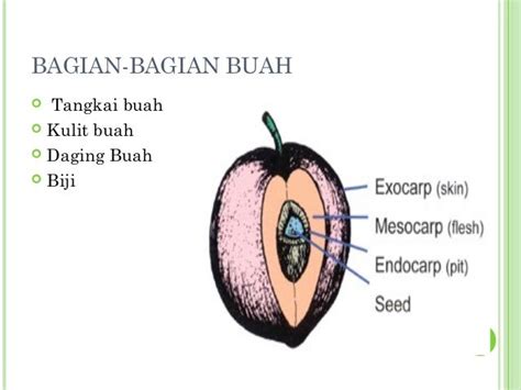 13 Gambar Buah Pepaya Sketsa Tergokil