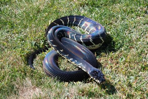 For Sale Adult Male Boelens Python Faunaclassifieds