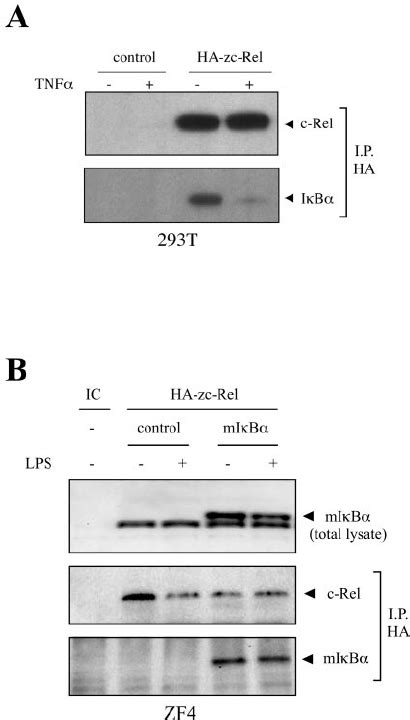 Zebra Fi Sh Nf ␬〉 Proteins C Rel Interact With Mamma Lian I ␬ B