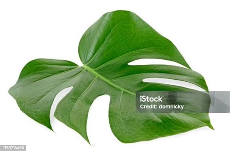 몬스 테라 델리 시아 또는 스위스 치즈 식물 잎 흰색 배경에 고립 0명에 대한 스톡 사진 및 기타 이미지 0명 깃털 대형 Istock