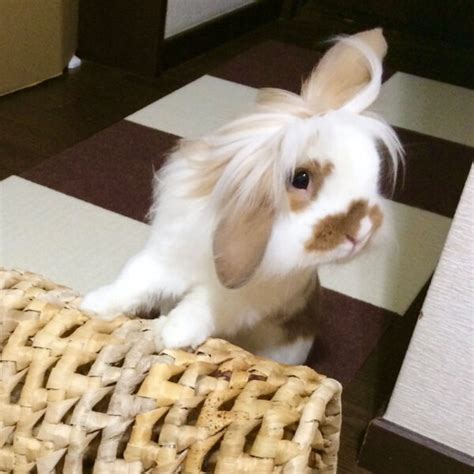 ご長寿うさぎさん ココロのおうちのうさぎLife