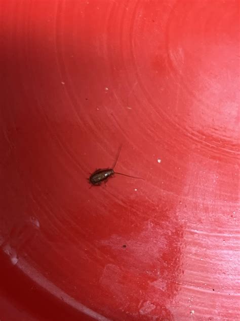 This Is A German Cockroach Right R Germanroaches