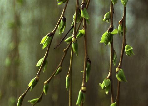 柳芽 特色美食 十渡拒马乐园旅游旅游开发经营有限公司