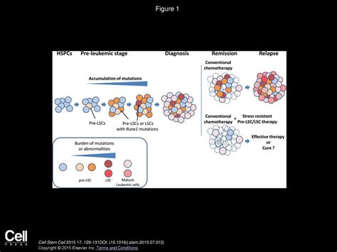 resistance in the ribosome runx1 pre lscs and hspcs ppt download