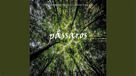 Som Ambiente Para Meditação Pássaros Pt 02 Youtube