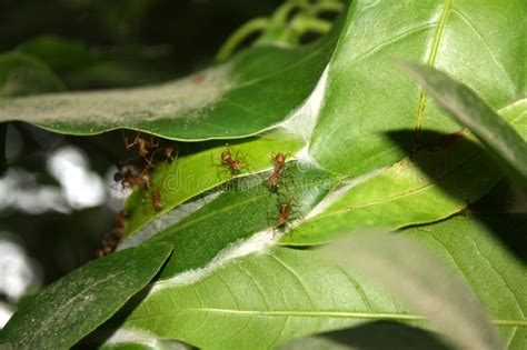 Asian Weaver Ant Oecophylla Smaragdina Nest On A Tree Pix Sanjiv