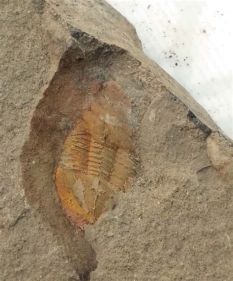 Fossils Trilobite Tsinania Interest Teaching Collection F2
