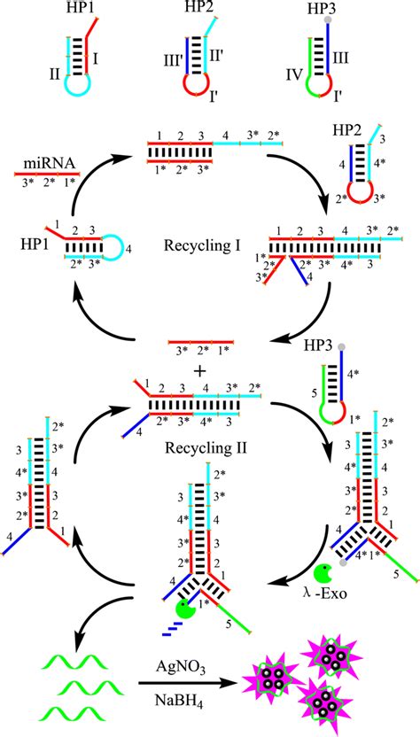 Schematic Presentation Of Fluorescence Sensing Strategy For Microrna Download Scientific