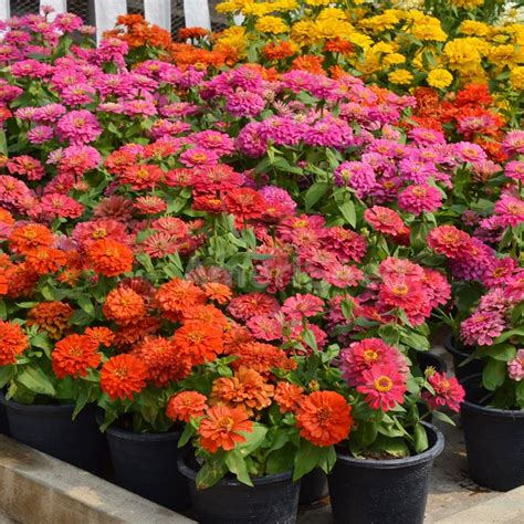 Zinnia Holi Mix Ameriseed