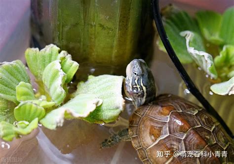 半水龟和水龟有什么区别一文搞懂半水龟水龟拟水龟的概念 知乎