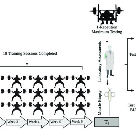 Testing Timeline T 1 Pre Training Testing Week T 2 Post Taper