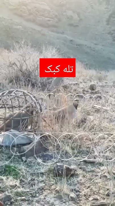 طریقه دام شانی شکار کبک Youtube