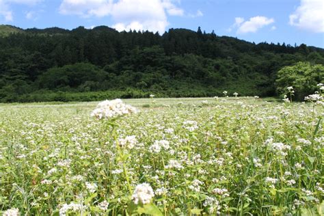 第14回甲状腺エコー検査受診者募集のお知らせ 東北教区放射能問題支援対策室いずみ