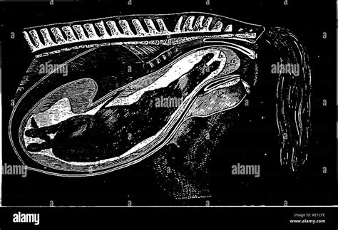 Division Of The Cloaca And Differentiation Of The Female