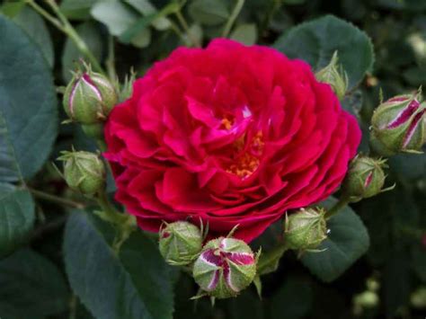 Zielono Zakręceni: Róża (Rosa) 'Gipsy Boy' (1/1)