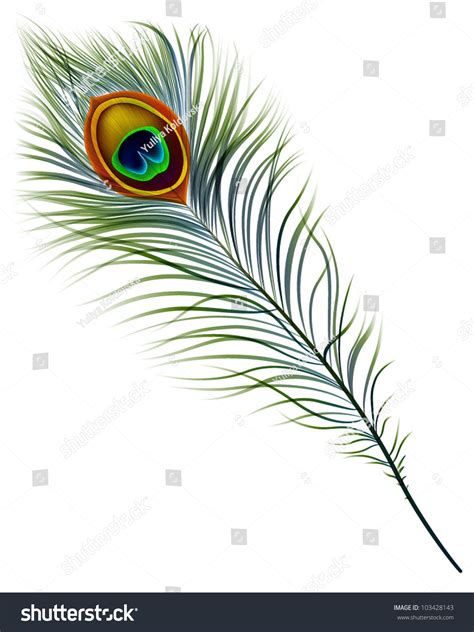 Vector Isolated Peacock Feather Eps 10 Stock Vector Royalty Free 103428143 Shutterstock