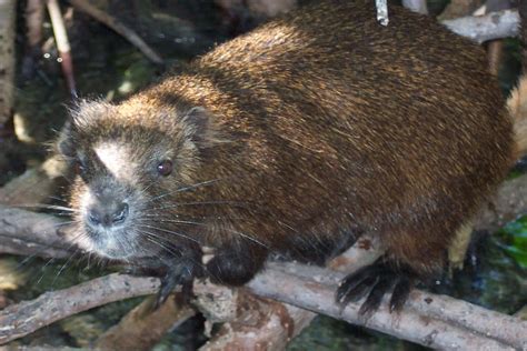 50 Capybara Facts About The Calmest Animal In The World
