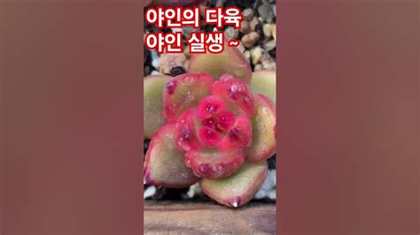 휴일 마무리 잘 하시고 꿀잠요~ 마이진 파종이 실생 다육 다유기 다육이 다육식물 반려식물 다육판매 다육이판매 다육이키우기 다육인스타그램 매혹이 청주