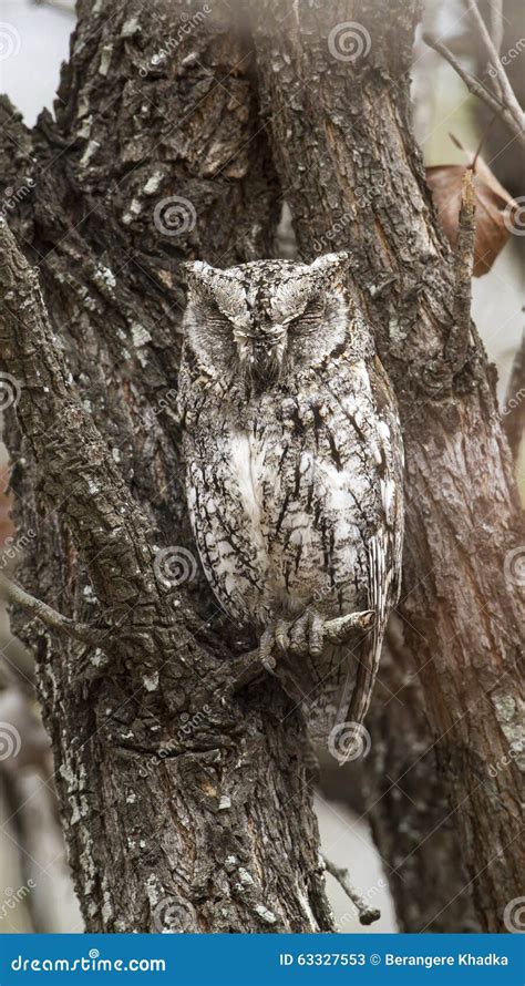 African Scops Owl In Kruger National Park Stock Image Image Of Full