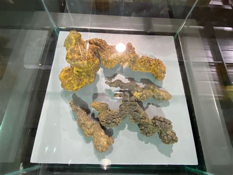 Real Fossilized Dung In Glass Covered Transport Display Case