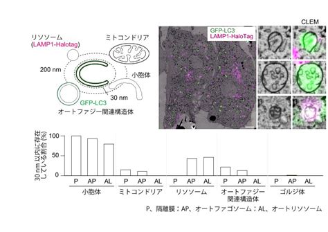Quantitative 3d Correlative Light And Electron Microscopy Of Organelle Association During