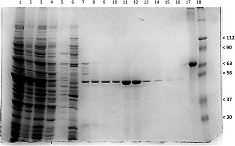 Protein Fractions Obtained By Ni 2 Chelating Chromatography Were
