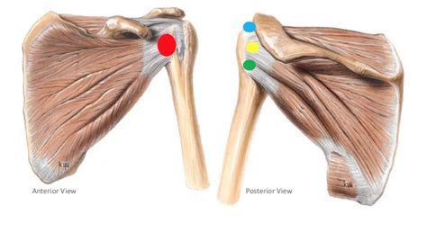 Scapulohumeral Muscles Intrinsic Shoulder Diagram Quizlet