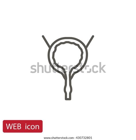 Bekkenbodem Anatomie Over 325 Royalty Free Licensable Stock Vectors