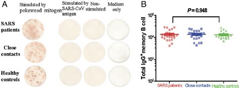 Comparison Of Total IgG Memory B Cell And SARS CoV Specific Memory B Download Scientific