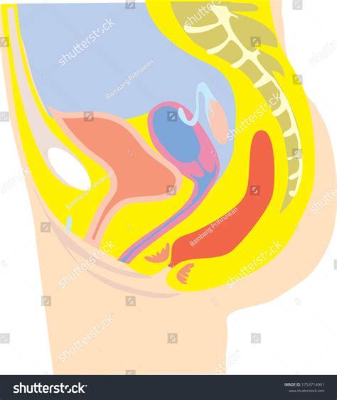 Female Reproduction System Human Body Anatomy Stock Vector Royalty Free 1753714961 Shutterstock