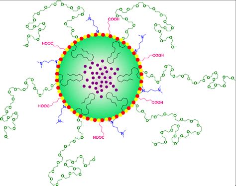 The Structure Of A Nanocapsule Including The Orientation Of The