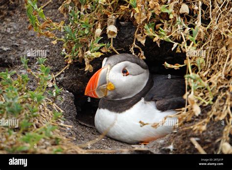 Puffins At The Skellig Islands The Island Of Skellig Michael Also