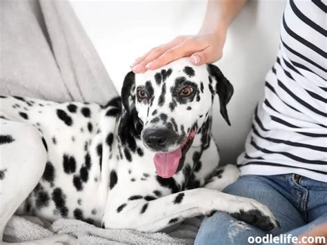 Dalmatian Pros And Cons Read Before You Buy Oodle Life