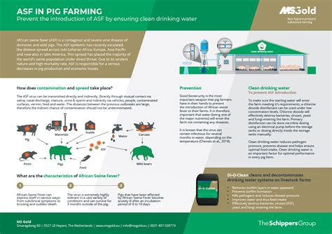 Ms Gold African Swine Fever