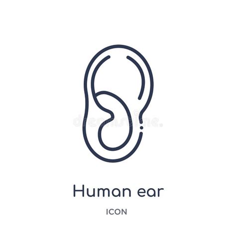 Ícone Humano Linear Da Orelha Da Coleção Humana Do Esboço Das Partes Do