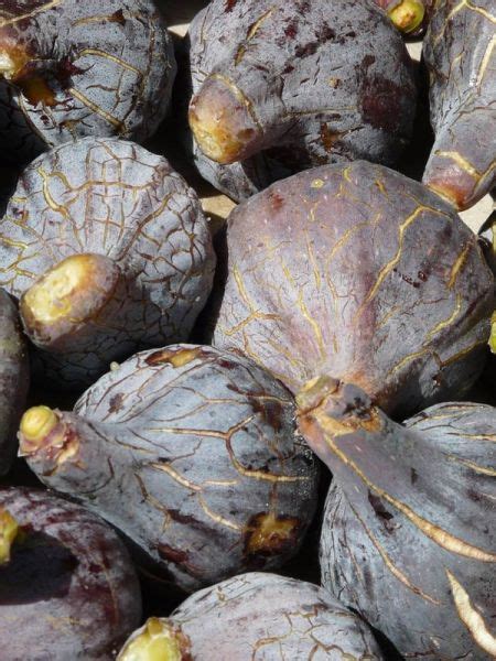 Figuier Grise De Tarascon Ficus Carica Le Jardin Du Pic Vert