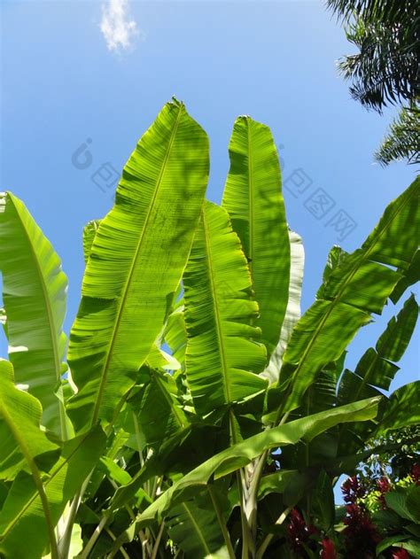 热带植物图片 包图网企业站