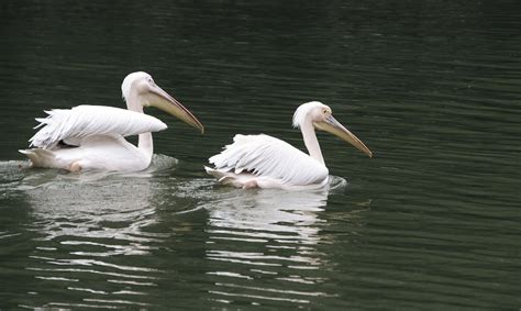 Pelicans Birds Lake Dalmatian Free Photo On Pixabay Pixabay