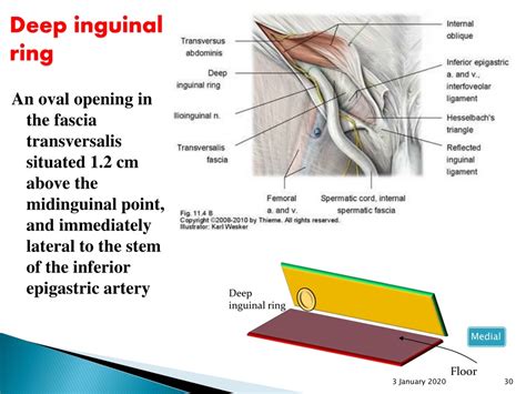 Inguinal Ring Anatomy