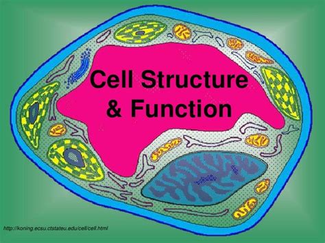 Keynote Ch 3 Cell Structure And Function