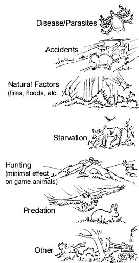 Limiting Factor Animals Ultimate Questions And Answers Animals And