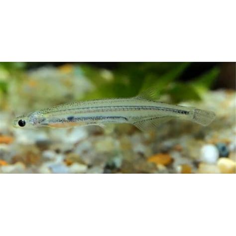 Candiru Cañero Toothpick Fish Vampire Fish Vandellia Cirrhosa