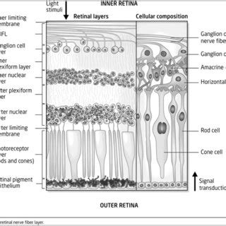 Organization Of The Retinal Layers In The Human Retina The Upper Arrow Download Scientific
