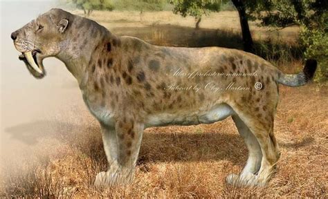 Barbourofelis